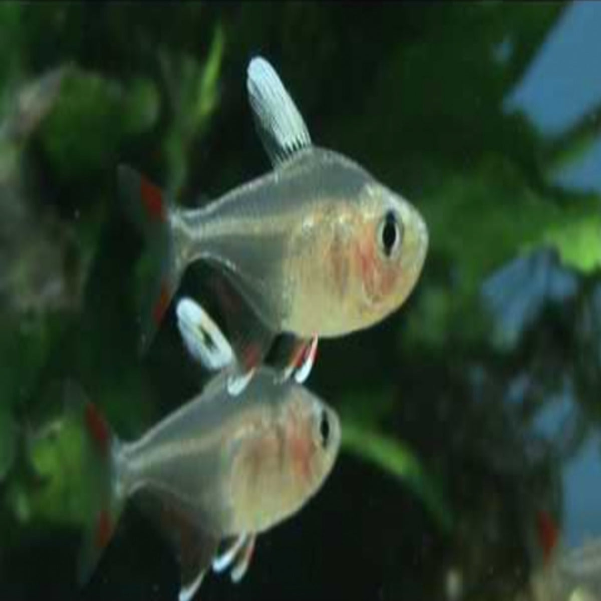 White Fin Ornate Tetra (Hyphessobrycon bentosi) 3cm – Nano Tanks Australia