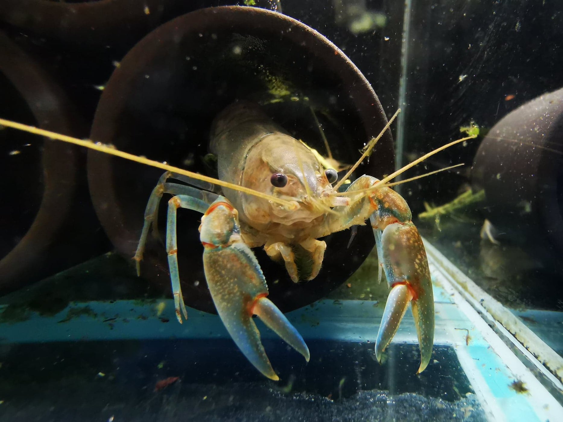 [ARRIVED 4-SEP-2025] Yabby Crayfish (Cherax destructor) 2-5cm The Ulti ...