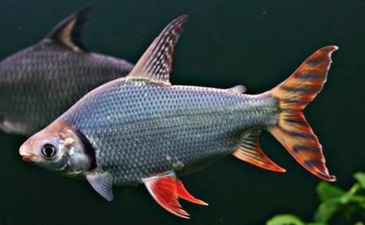 Yellow Flagtail 3-5cm – Nano Tanks Australia Aquarium Shop